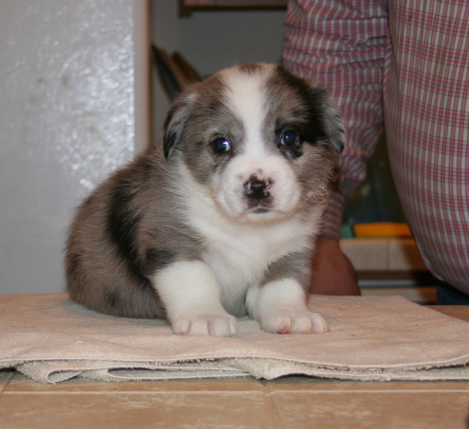 Sadie Bug's Pembroke Welsh Corgi Puppies: Auggie Puppies!!!