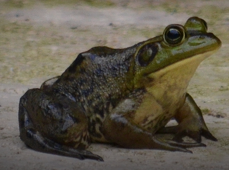 Southwest Florida Gardener: Passiflora