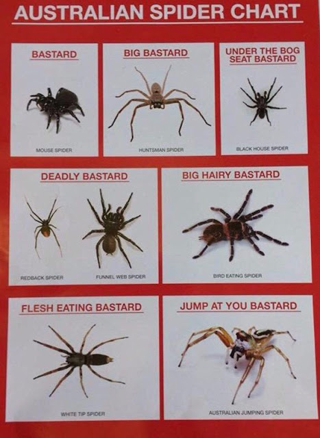 Skip's House of Chaos: Spider Chart(s)