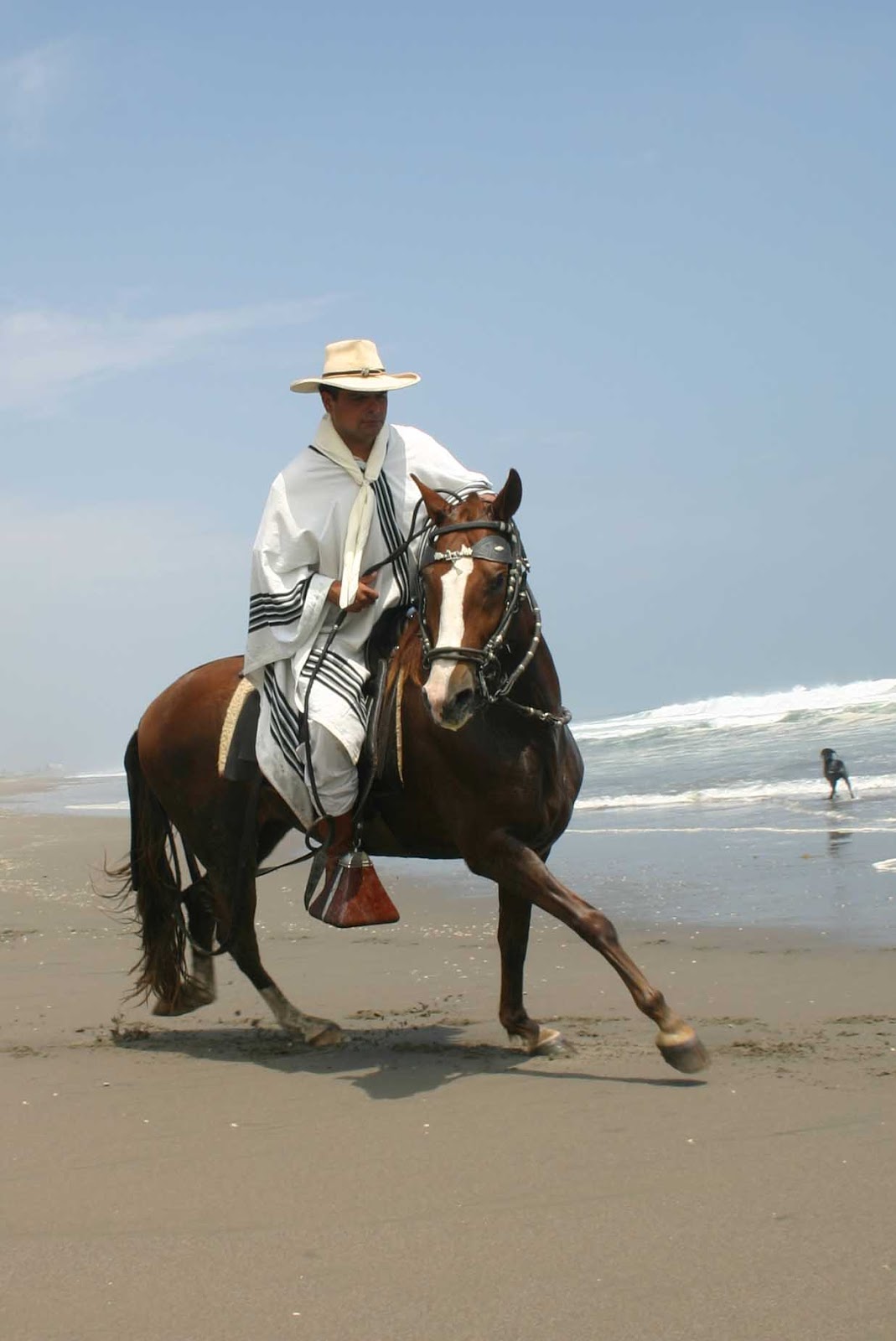 Dpaso - Caballo Peruano de Paso - Mamacona Lima: 5 cosas que debes saber sobre el Caballo ...