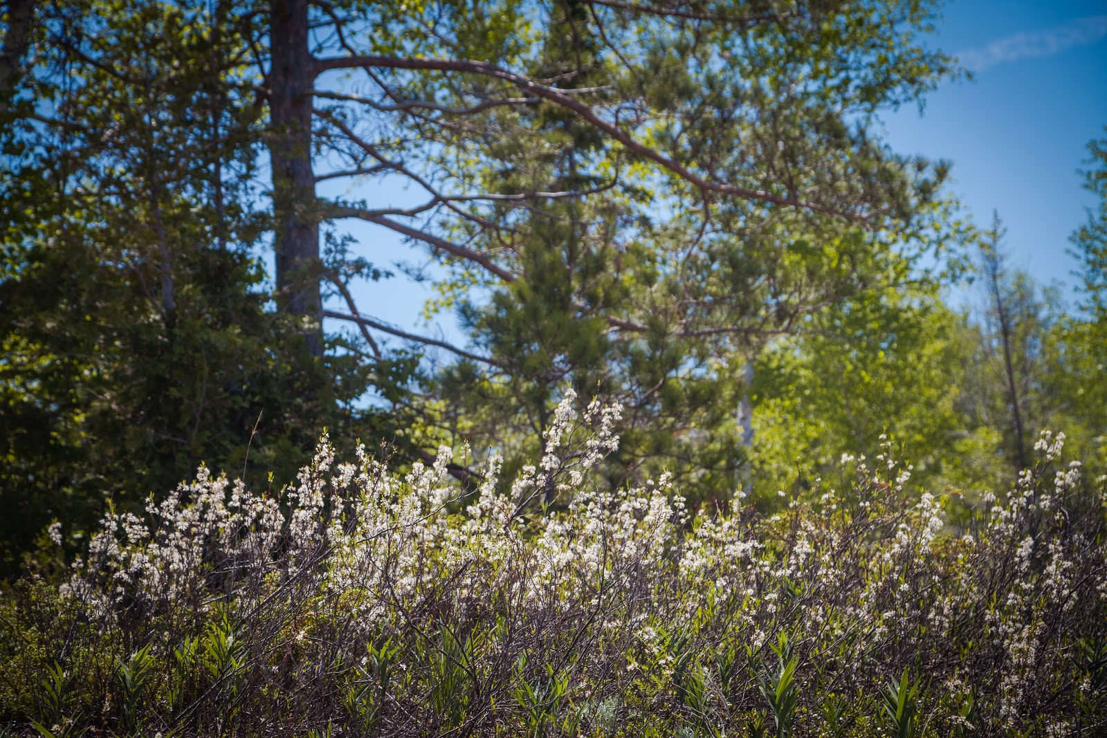 When Is The Best Time to Visit MacGregor Point Provincial Park ...