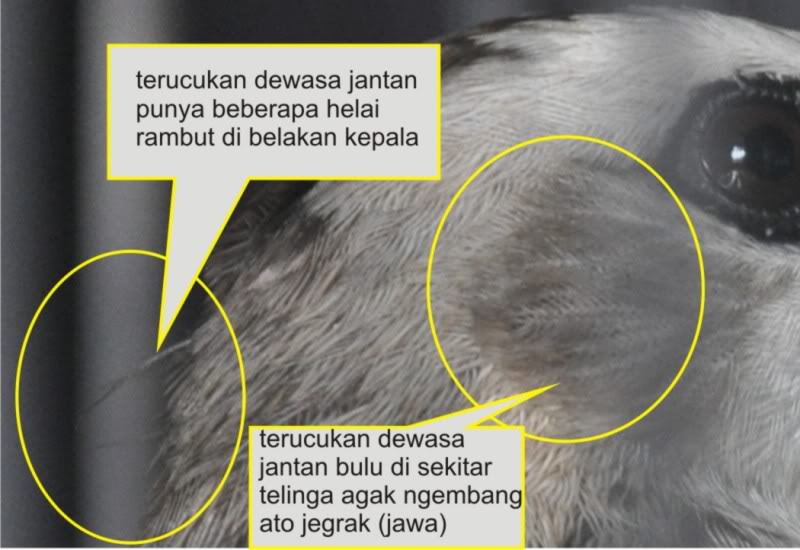 Trucukan Bird / Trotokan Bird | various birds