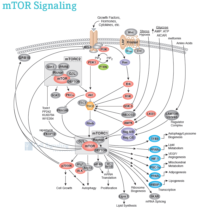Epiphany: mTOR – Indirect inhibition, the Holy Grail for Life Extension ...