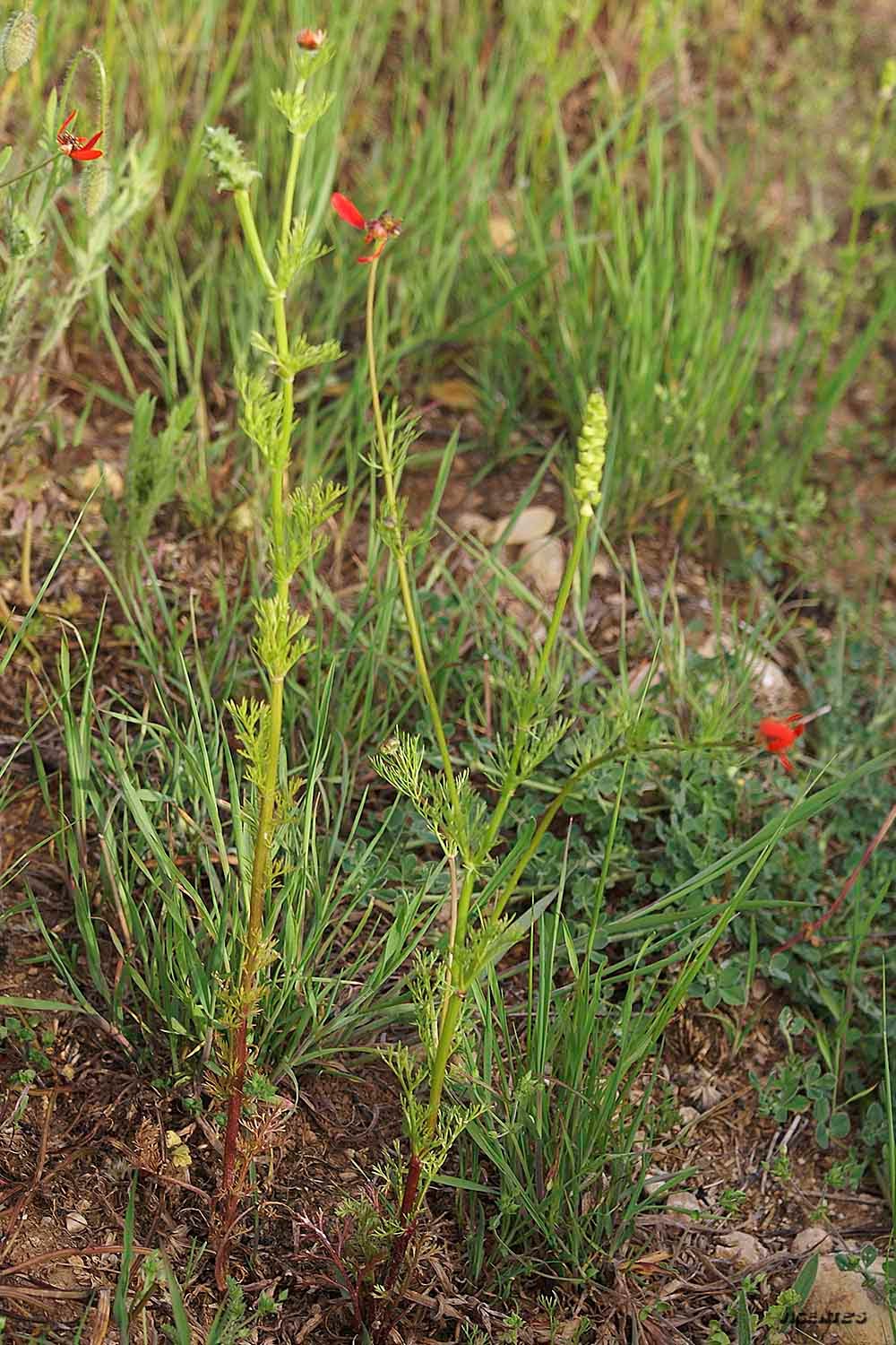 Las flores silvestres de Hormaza: Adonis flammea