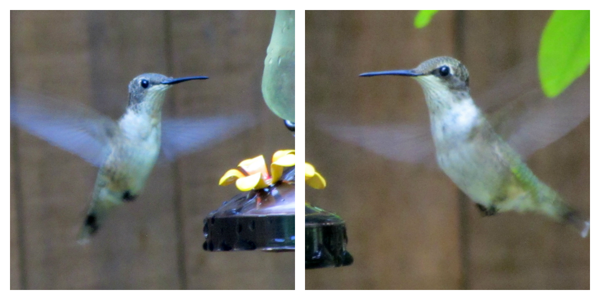 Using Georgia Native Plants: The Hummingbird Games