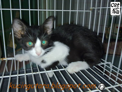 Kucing Utara: Awal Ramadhan Homestay Kucing