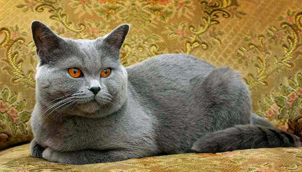 Proveysieux en Chartreuse: Les Chartreux ne sont pas tous des moines