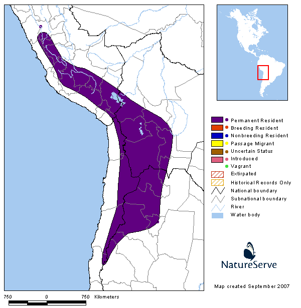 mis fotos de aves: Lessonia oreas Sobrepuesto Puneño Andean Negrito