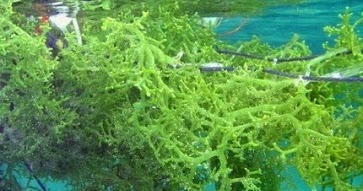 Cara Budidaya Rumput Laut Dengan 4 Tahapan Mudah