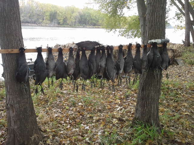 You have to cook it right: Making the Coot Edible