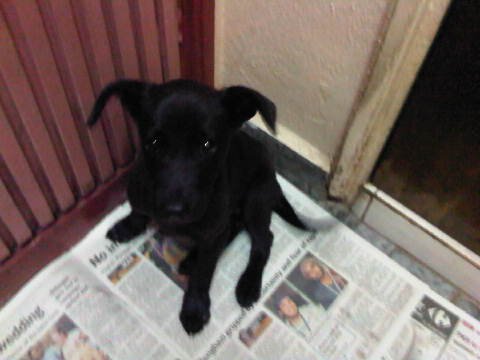 Baby Coco, female puppy for adoption - AnimalCare