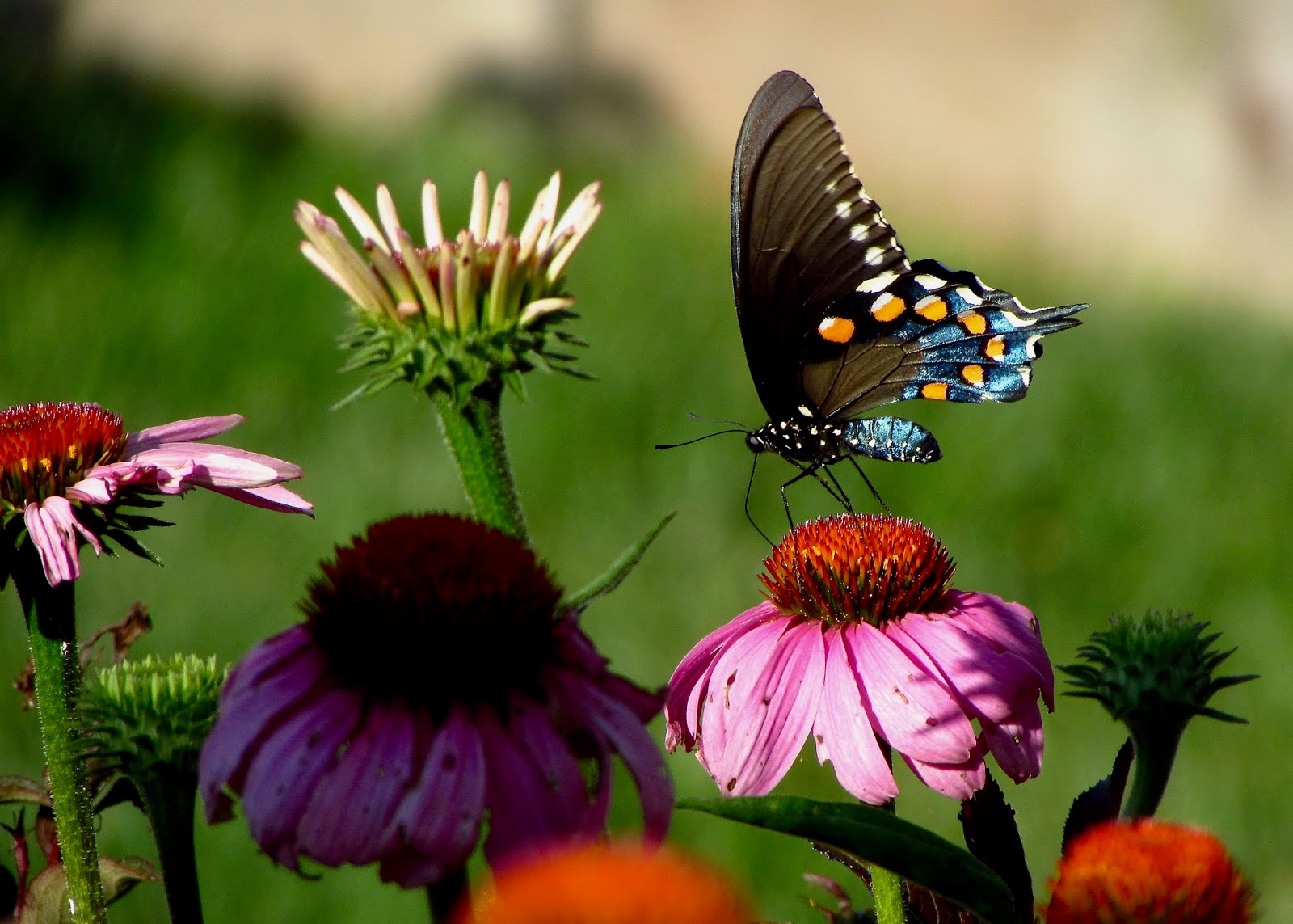 Life In Robin's Nest: Butterfly Season