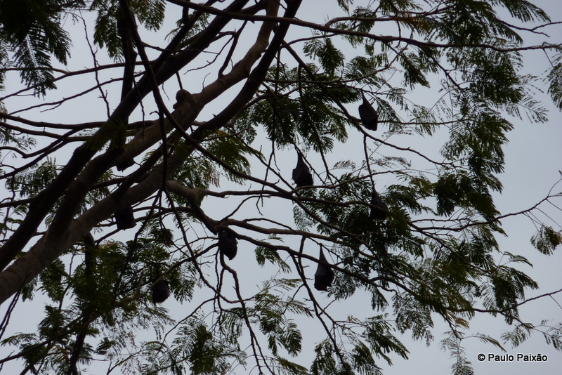 Mamíferos: Acerodon jubatus