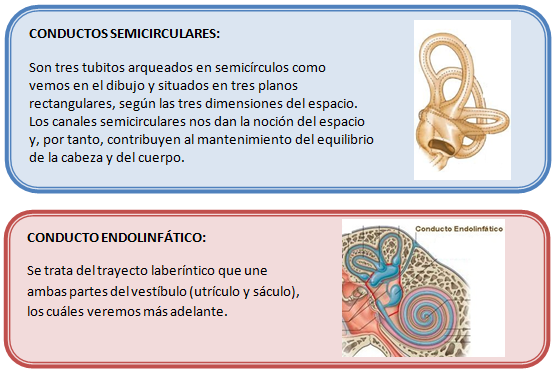 El Sonido del Silencio: 03. Anatomía del oído
