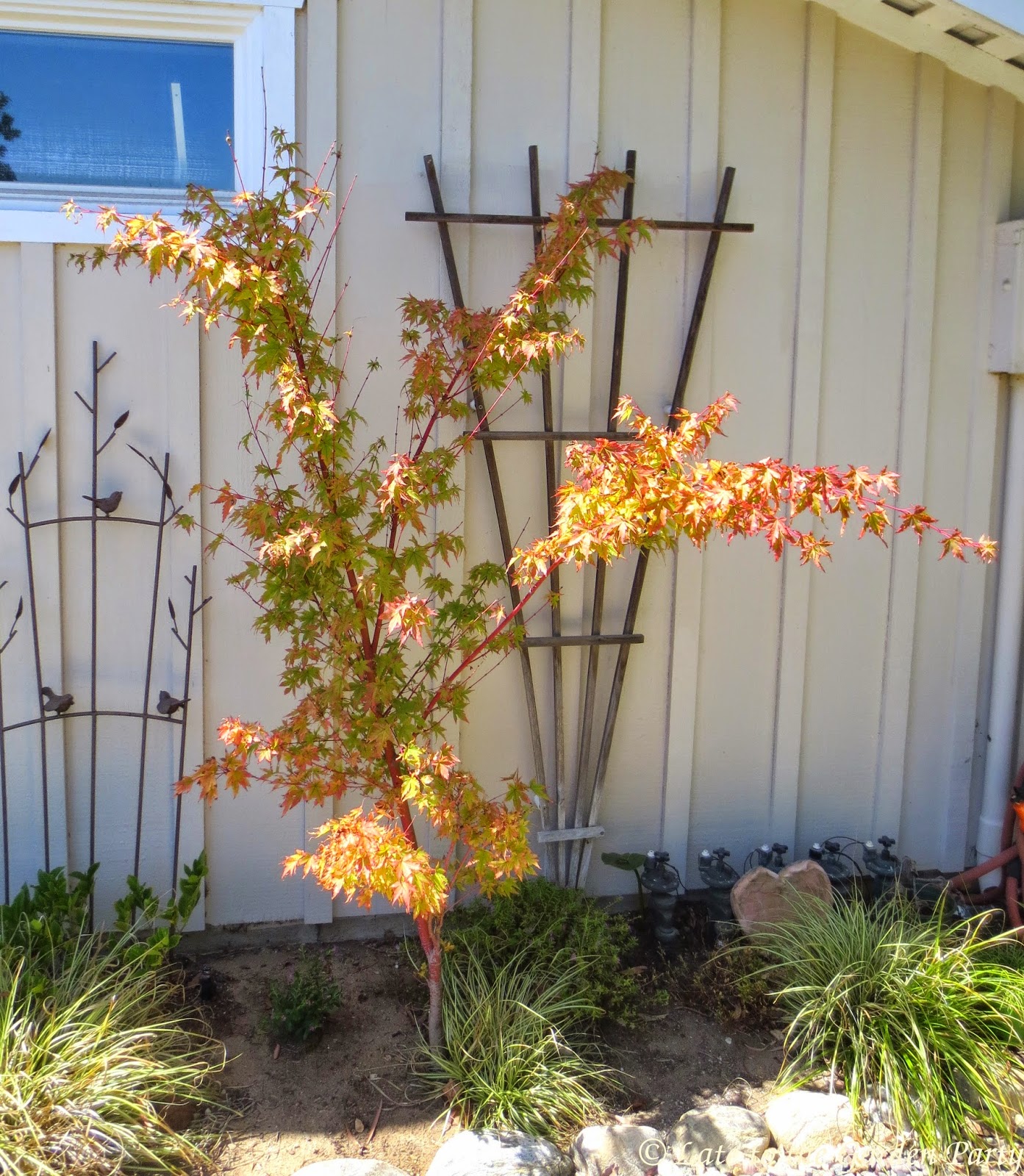 Late to the Garden Party: My favorite plant this week: Acer palmatum ...