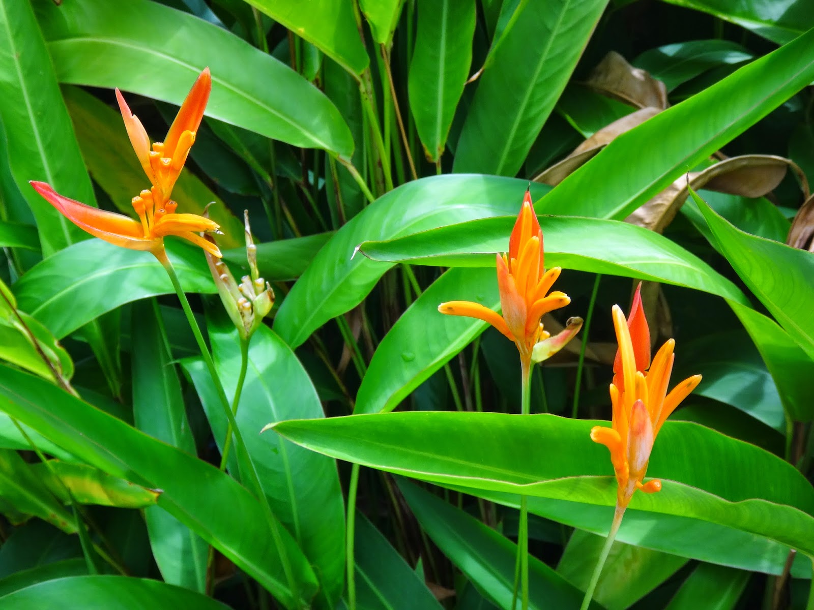 Uma flor por dia: Helicônia -papagaio , Psitacorum
