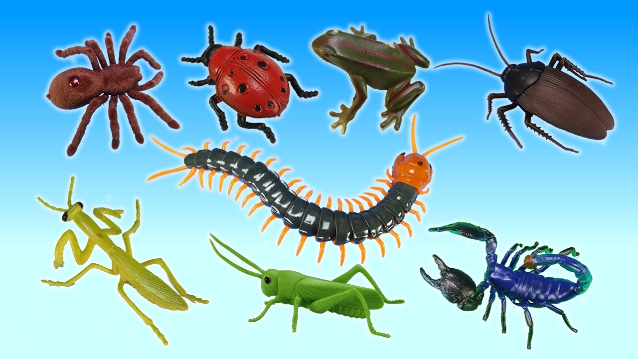 Is An Insect An Animal? A Deep Study