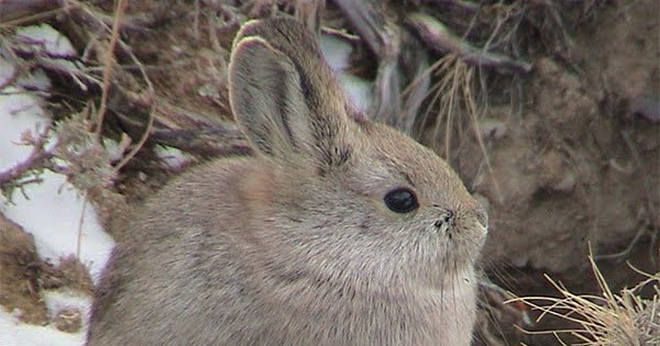 Columbia Basin Pygmy Rabbit