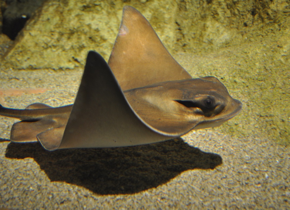ZOOTOGRAFIANDO (6.096 ANIMALS): ÁGUILA MARINA / COMMON EAGLE RAY ...