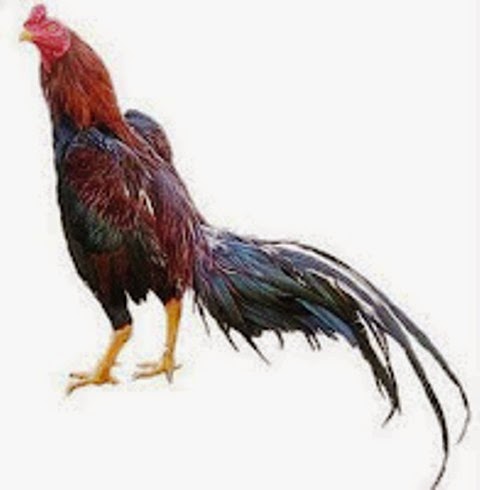 Terminologia oi Gíria Galista