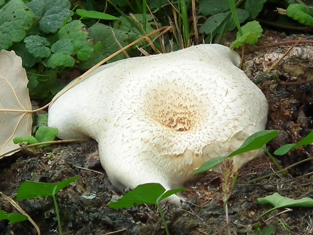 Loire Valley Nature: Bracket Fungi - Polyporaceae