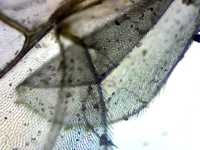 Adventures with a Microscope - House Fly