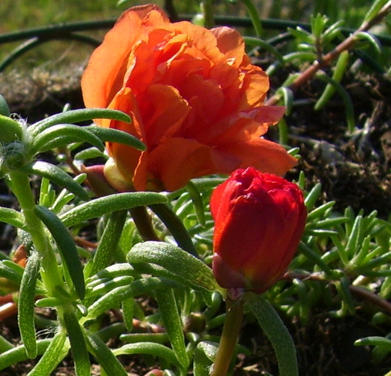 PeridotsGardenBlog: Moss Rose!