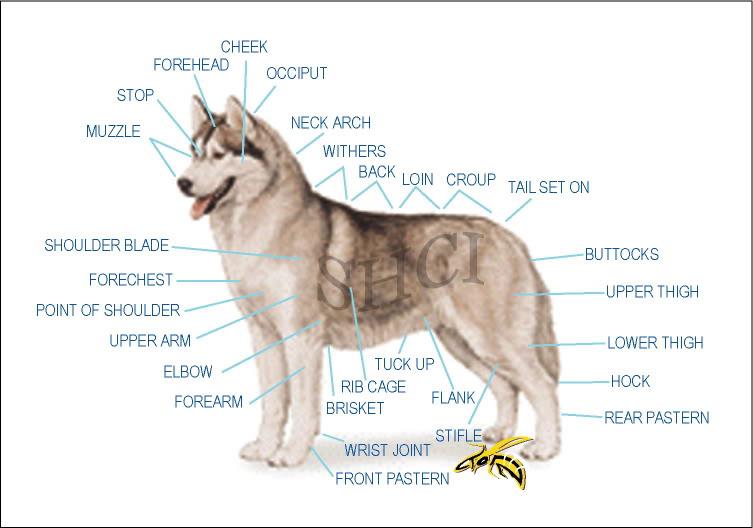 Siberian Husky Club Indonesia: Info