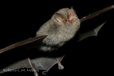 Morcegos do Brasil: Furipterus horrens