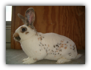 konijnenrassen: Middelgrote rassen