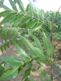 SAUNG SUMBERJAMBE: MIMBA SEBAGAI PESTISIDA NABATI