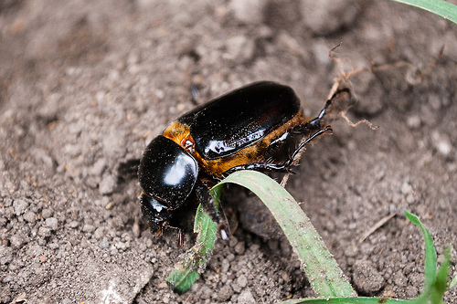 Cucarrones animados - Imagui