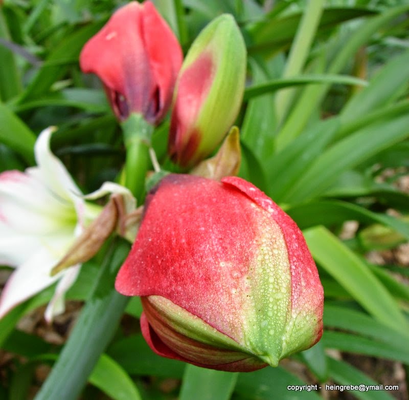 Sharing flower bulb information: Hippeastrum Hybrid Breeding Program ...