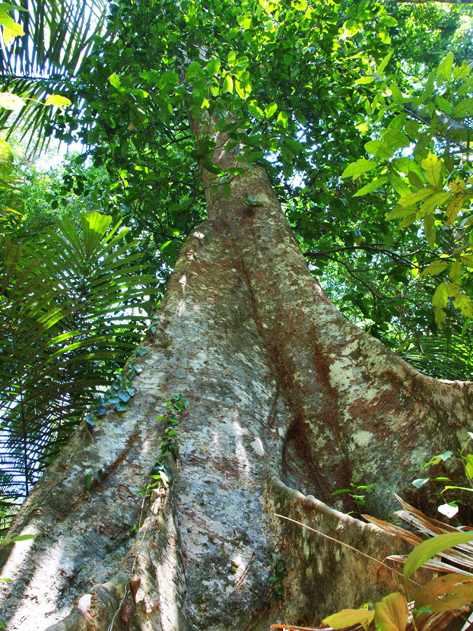 UUM Forest Treasure 1