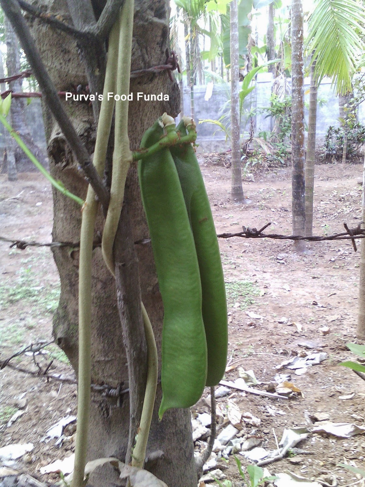 Food Funda: Indian Style Sword Bean Pod/Cod Stirfry ~ Aab or Abai ...