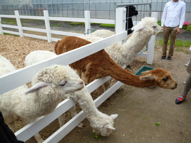 What Wonderful Travels in Hokkaido, JAPAN!: ALPACA FARM （アルパカ牧場）| Biei