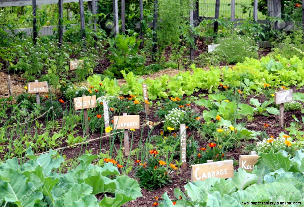 Vegetable Garden | Wallpapers Gallery
