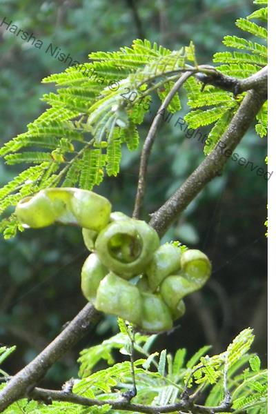 Dry zone flowering plant in Sri Lanka - Andara | NishaRu Web