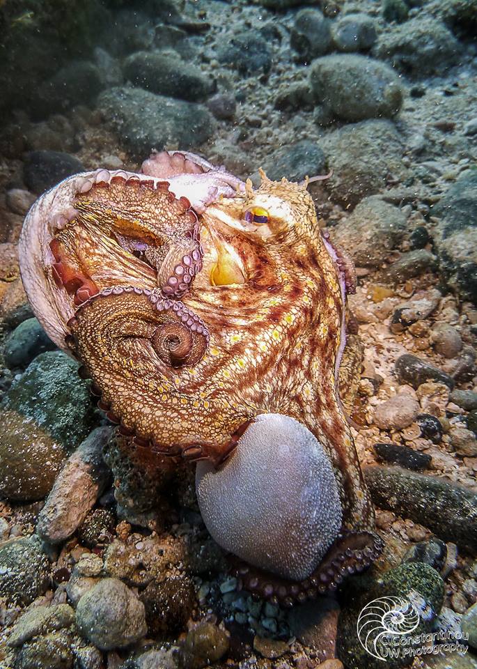 Biodiversity of Cyprus by NGO Protection of the Natural Heritage and ...