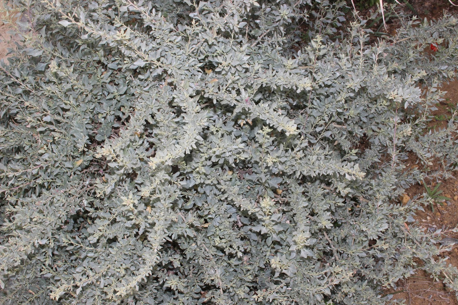 Biodiversity of Cyprus by NGO Protection of the Natural Heritage and ...