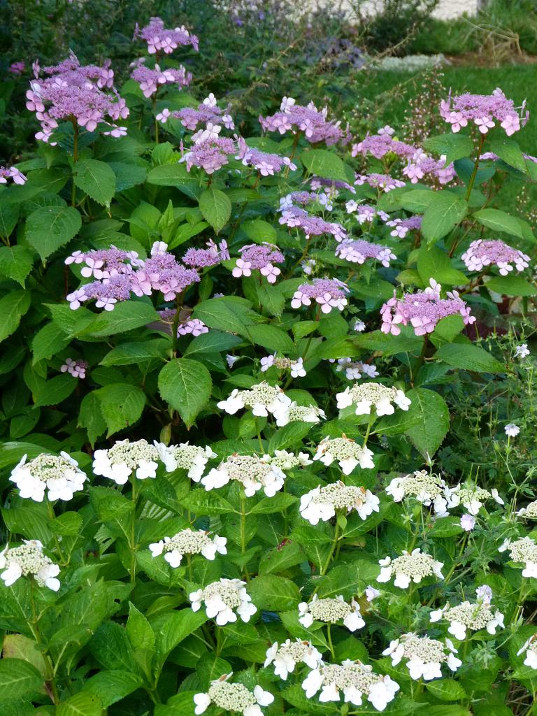Les Pins Noirs: Hydrangea "Blue Wave", "Tokyo Delight", "Alveroz" et Shojo"