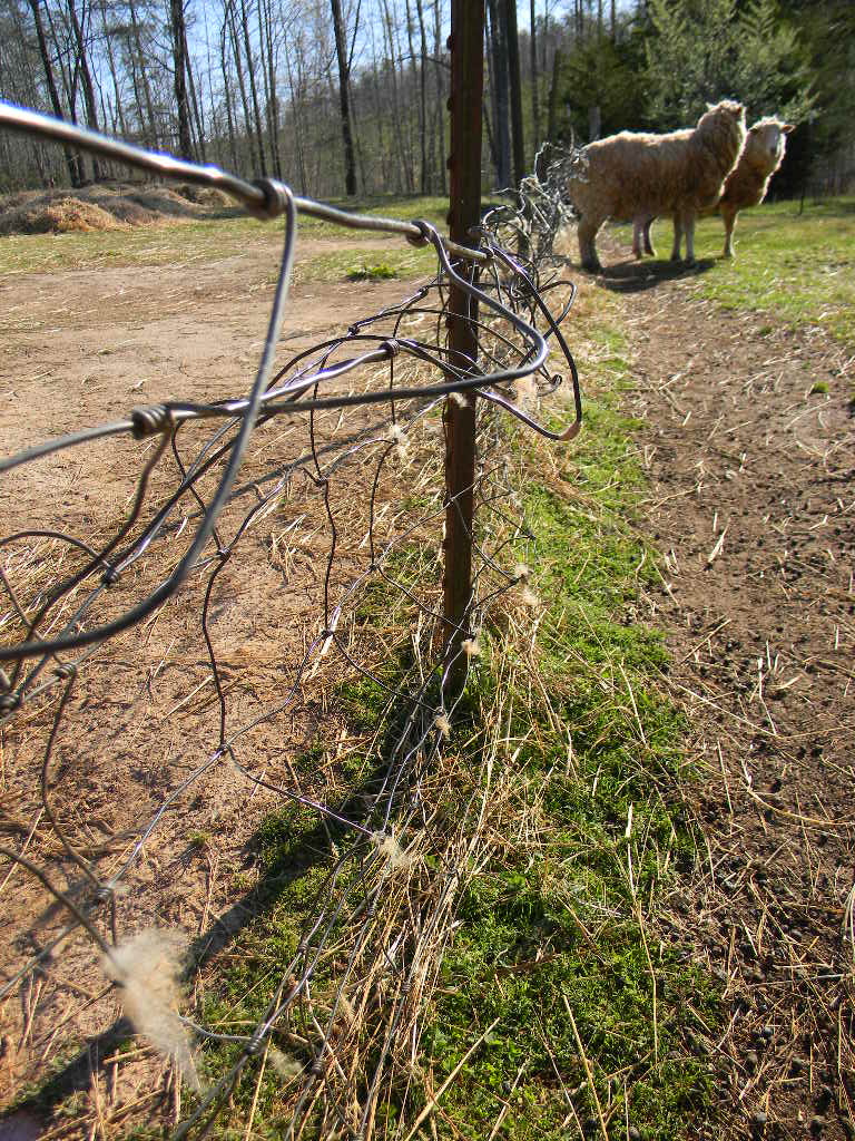 Notforgotten Farm : ~ Wool Gathering