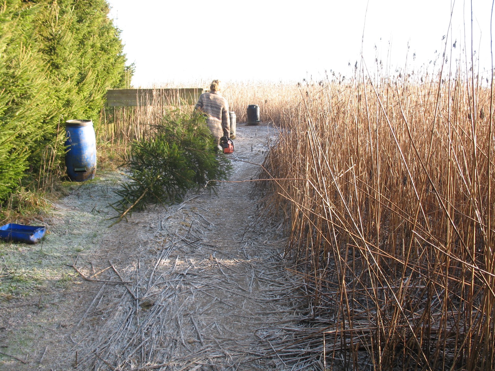 Milkweed & Teasel: Of Christmas trees and cobbling together
