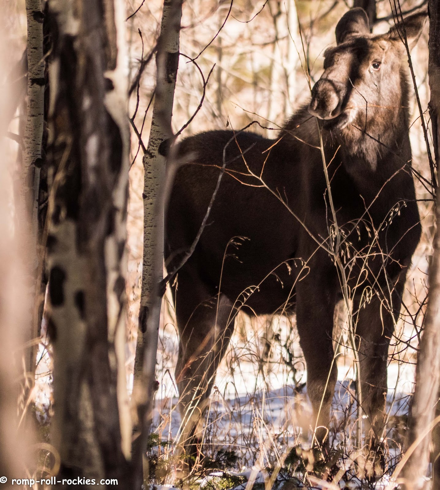 Romping and Rolling in the Rockies: A Hard-Charging Moose
