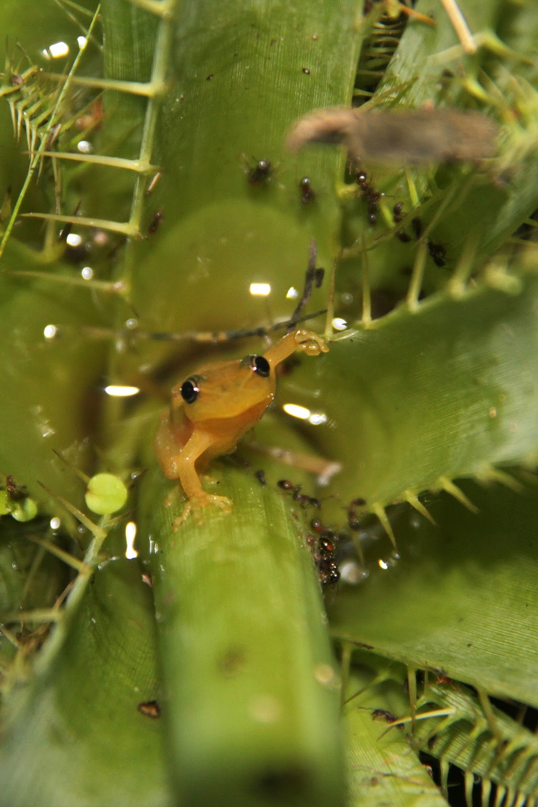 Anfibios de Uruguay: Scinax squalirostris -Ranita Hocicuda-