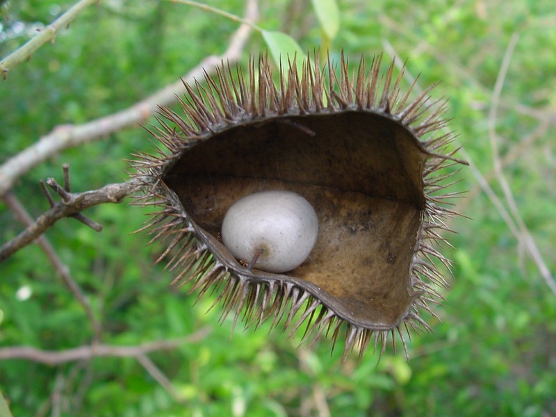 Simply Myths: The "Fever" Nut