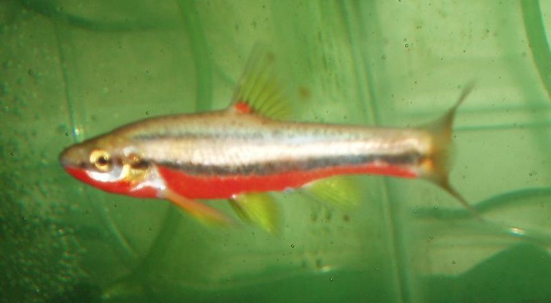 Fish Pictures: Southern redbelly dace - Phoxinus erythrogaster
