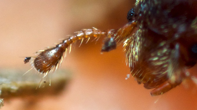 ムシをデザインしたのはダレ？: 不明甲虫 ?クロミジンムシダマシ