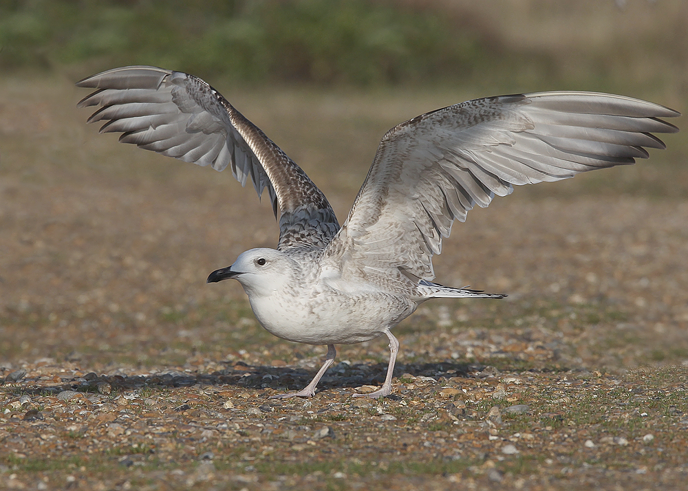 Richard Smith - Birdwatching Days Out: CASPIAN GULL, 1st winter x 2 ...