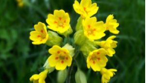 BILJEM DO ZDRAVLJA: JAGLAC - primula officinalis
